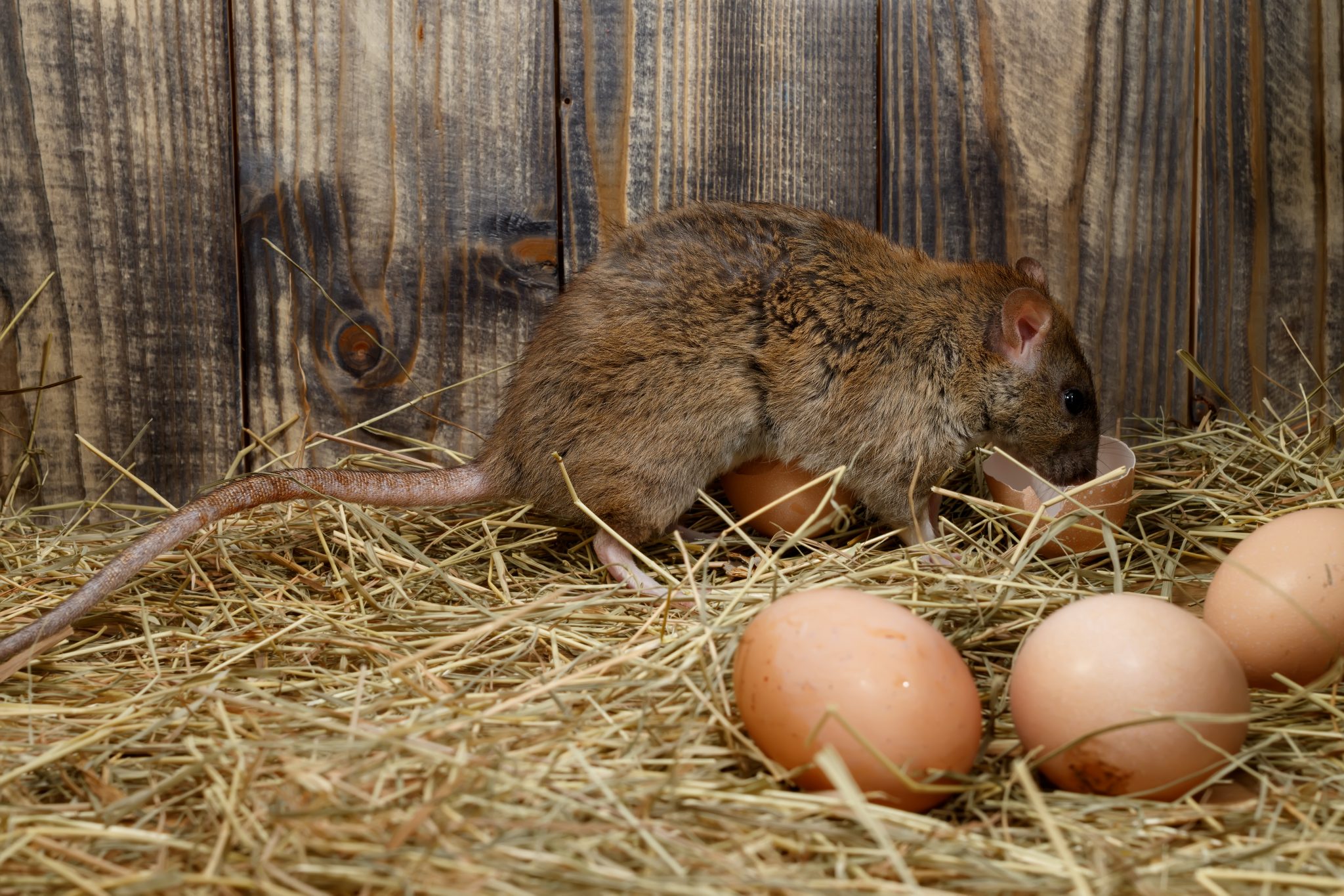 Controlling Rats! - Backyard Poultry
